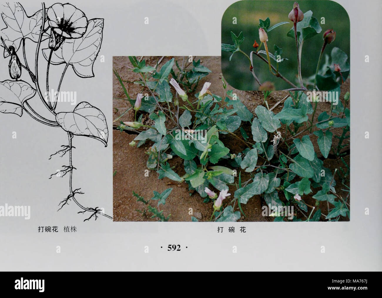 . e er duo si zhi wu zhi Stock Photo - Alamy