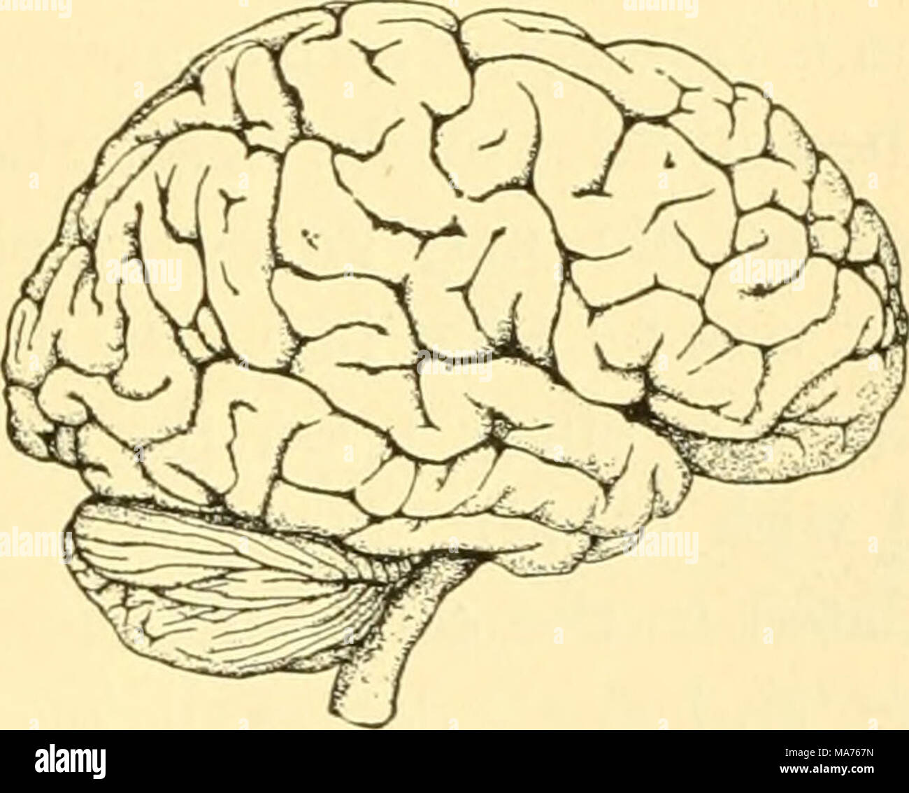 Monkey brains hi-res stock photography and images - Alamy