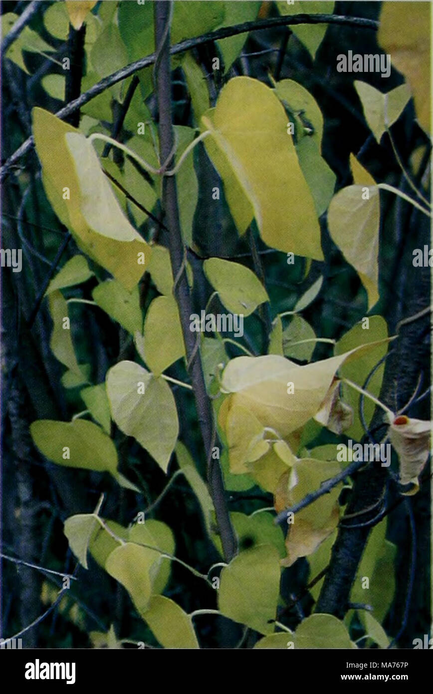 . e er duo si zhi wu zhi . ç¾è§å-è Stock Photo - Alamy