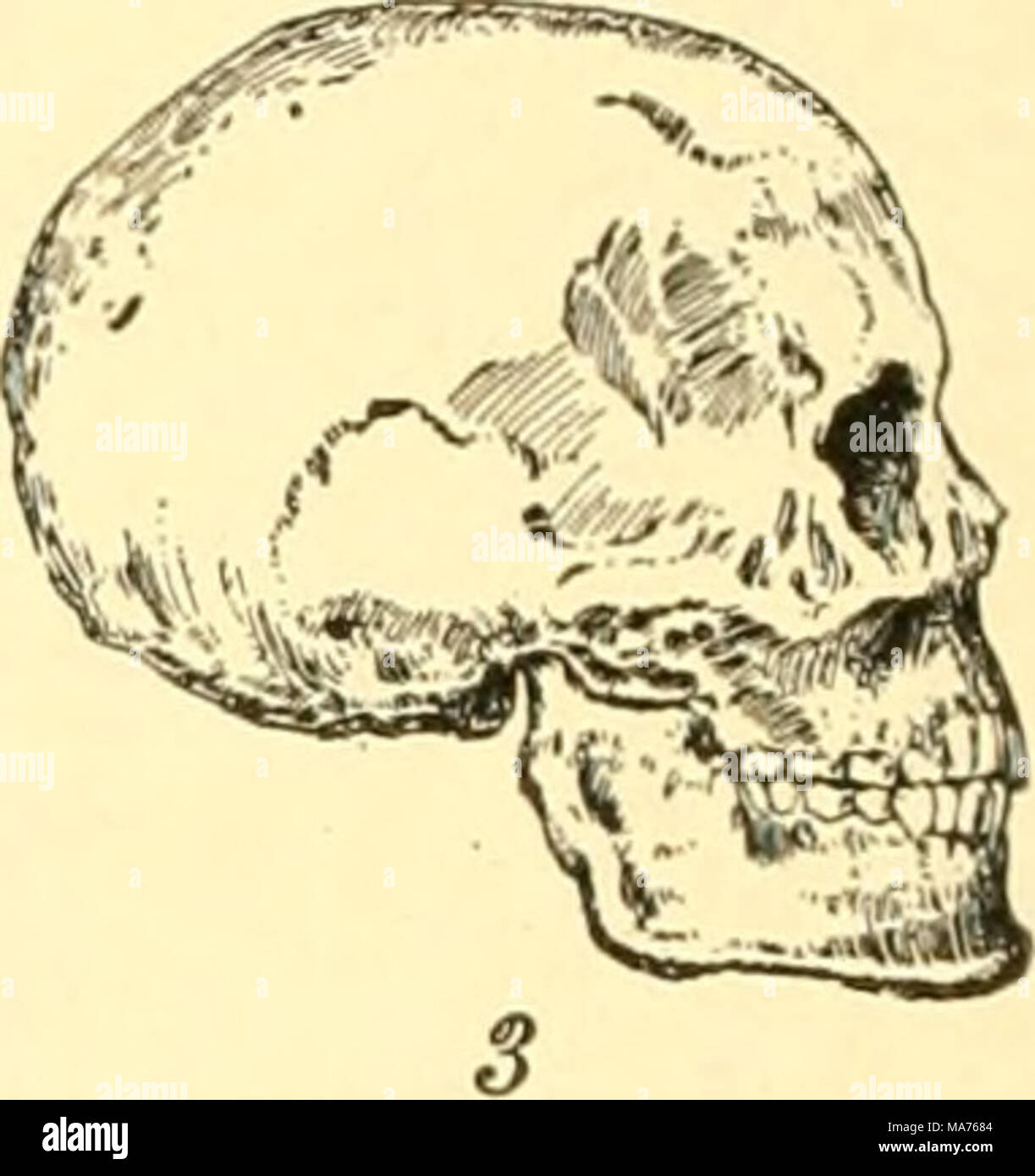 . Elementary biology; an introduction to the science of life . Fig. 255 ...