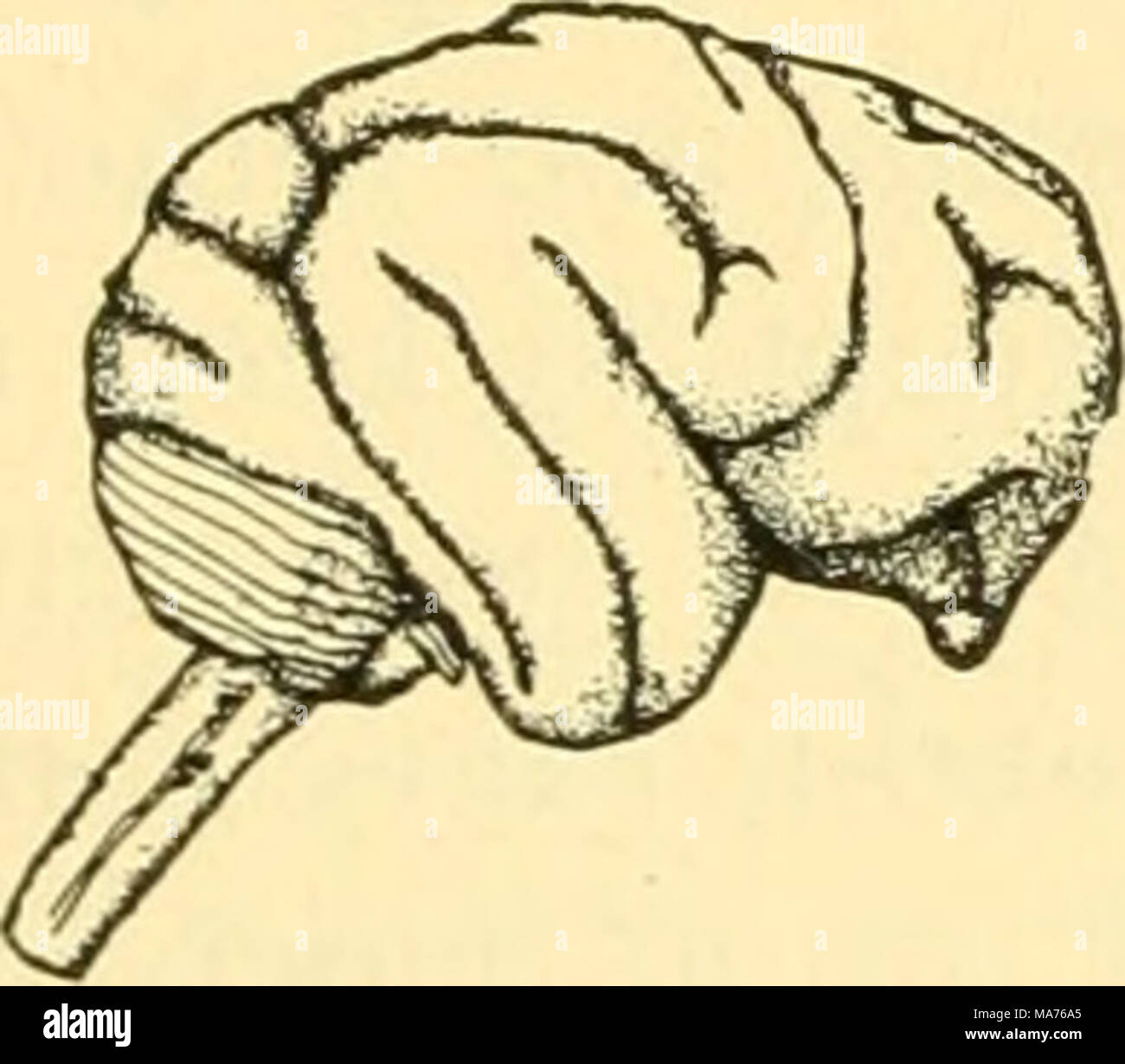 . Elementary biology; an introduction to the science of life Stock ...