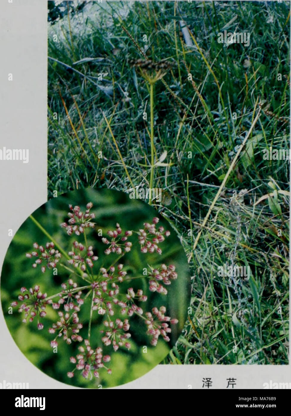 . e er duo si zhi wu zhi Stock Photo - Alamy