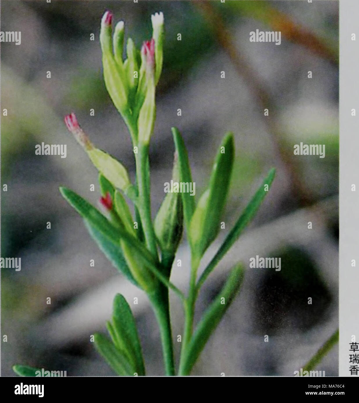 . e er duo si zhi wu zhi Stock Photo - Alamy