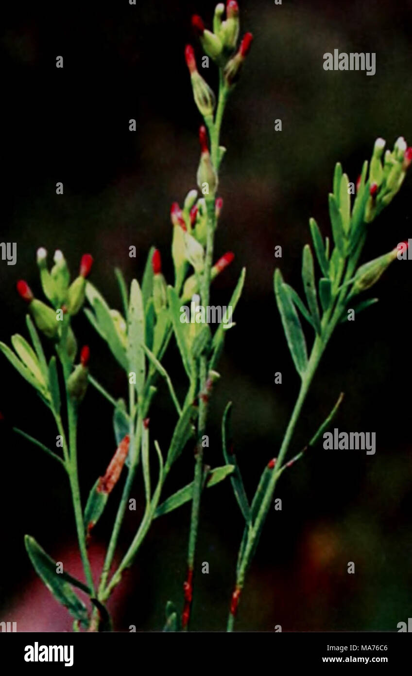 . e er duo si zhi wu zhi Stock Photo - Alamy