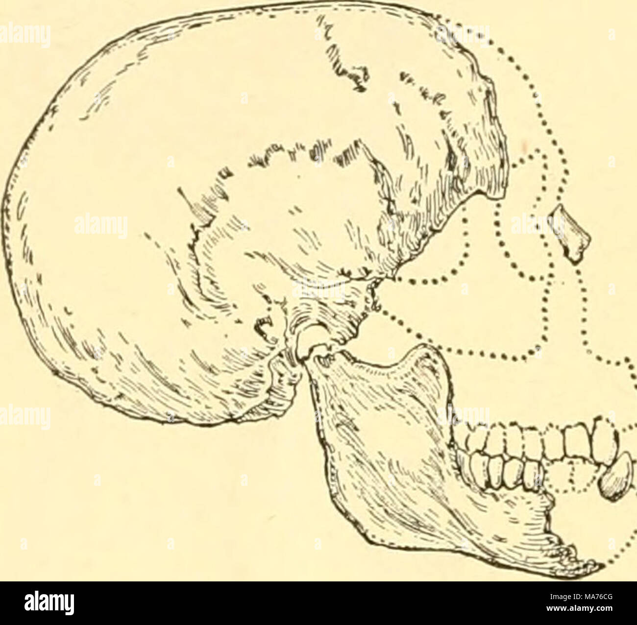 . Elementary biology; an introduction to the science of life . Fig. 257 ...