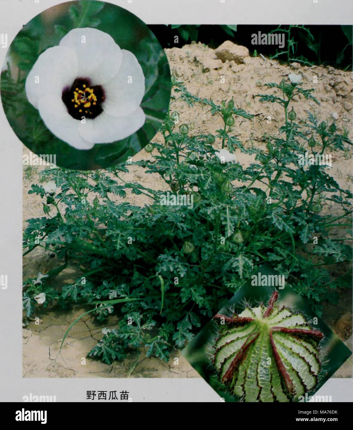 Malva sinensis hi-res stock photography and images - Alamy