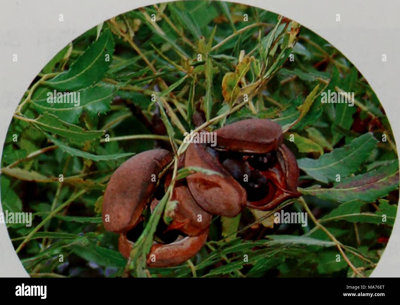 . e er duo si zhi wu zhi Stock Photo - Alamy