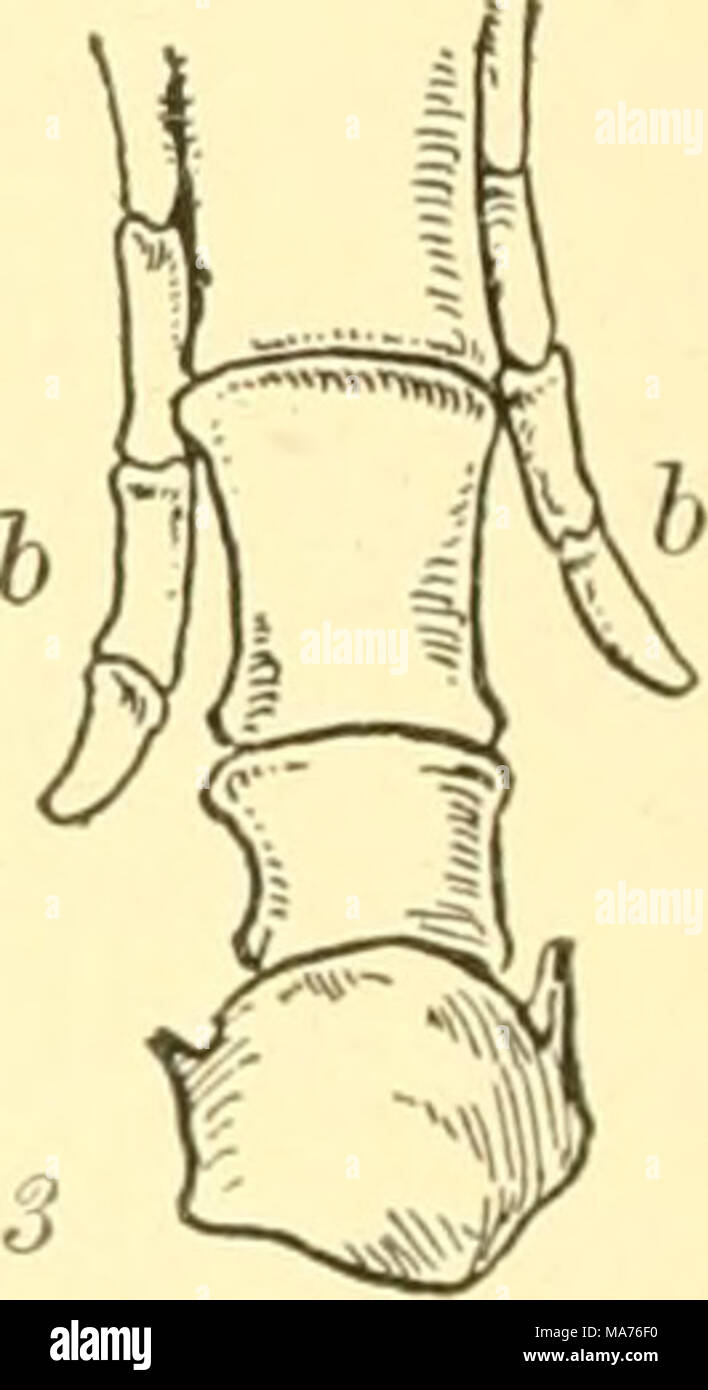 Vermiform appendix hi-res stock photography and images - Alamy Vermiform appendix hi-res stock photography and images - Alamy