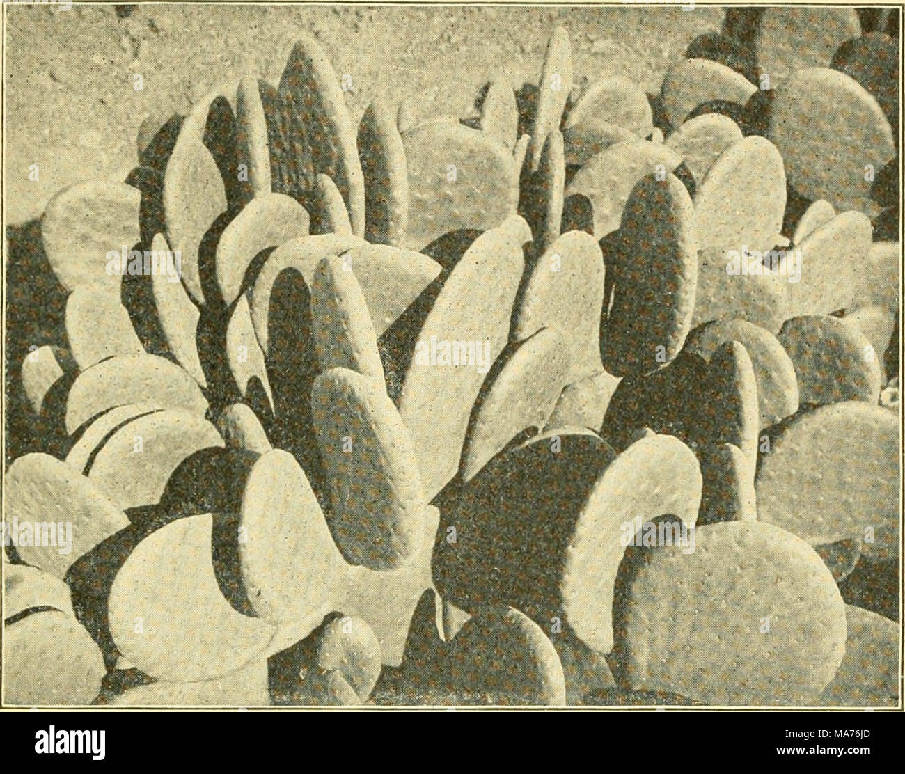 Opuniia hi-res stock photography and images - Alamy