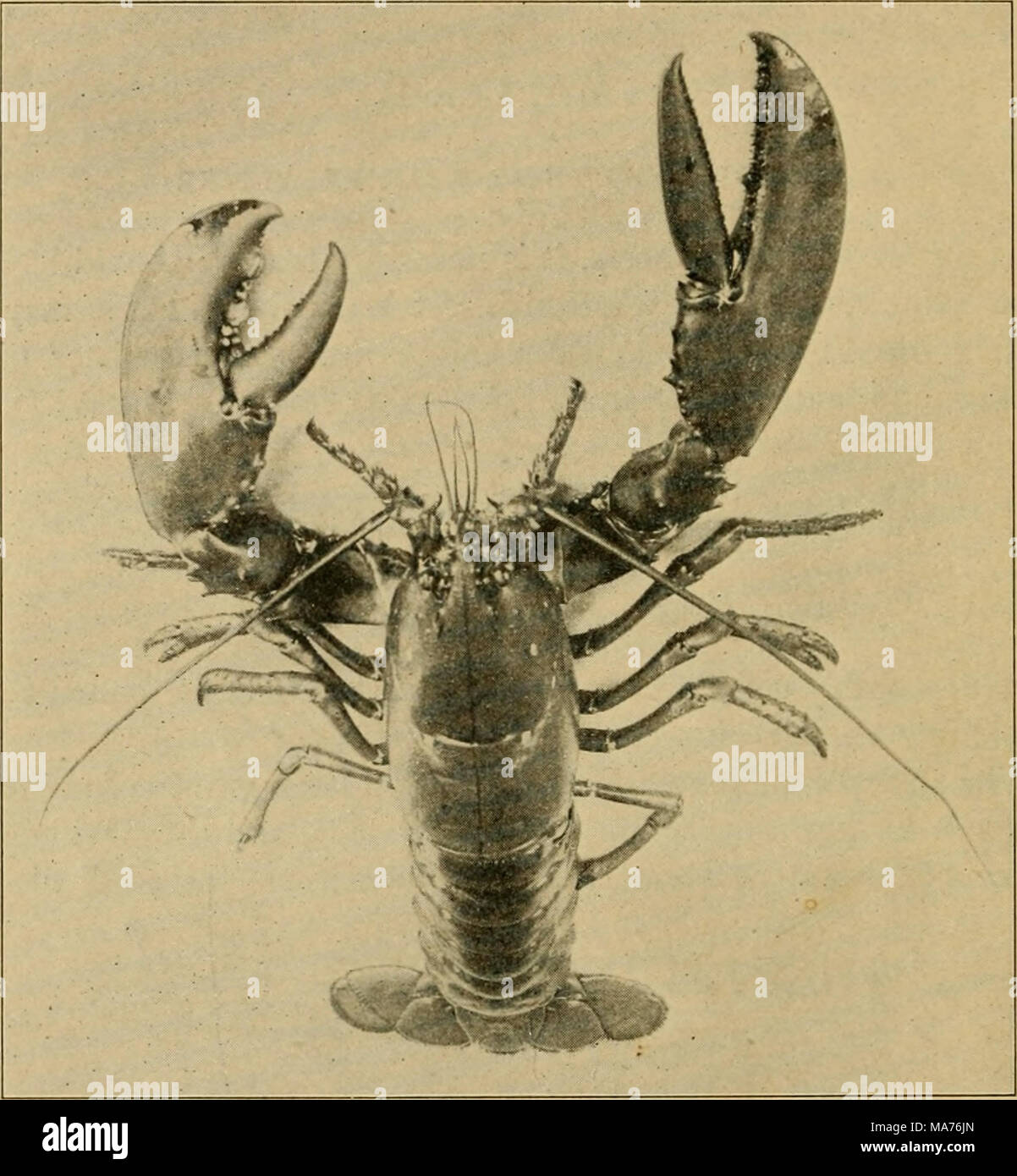 . Elementary entomology . Fig. 3. A lobster; a typical crustacean The ...