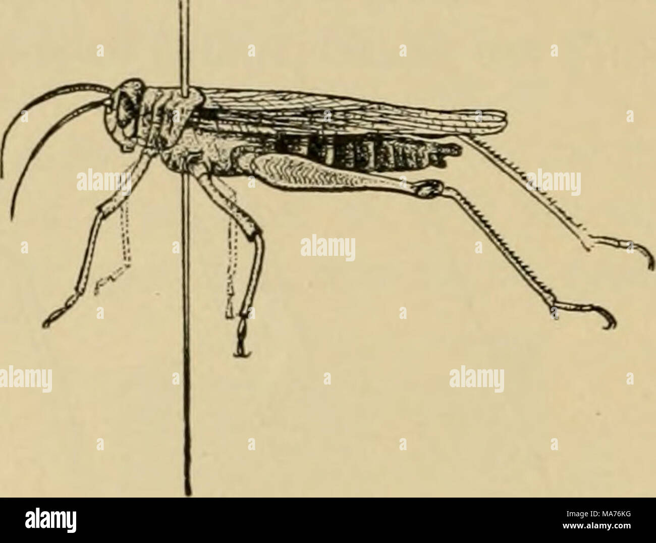 . Elementary entomology . Fig. 481. Showing method of pinning ...