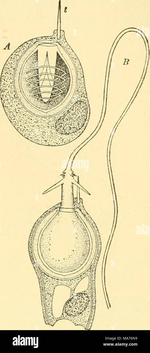 . Elementary biology; an introduction to the science of life . Fig. 190 ...