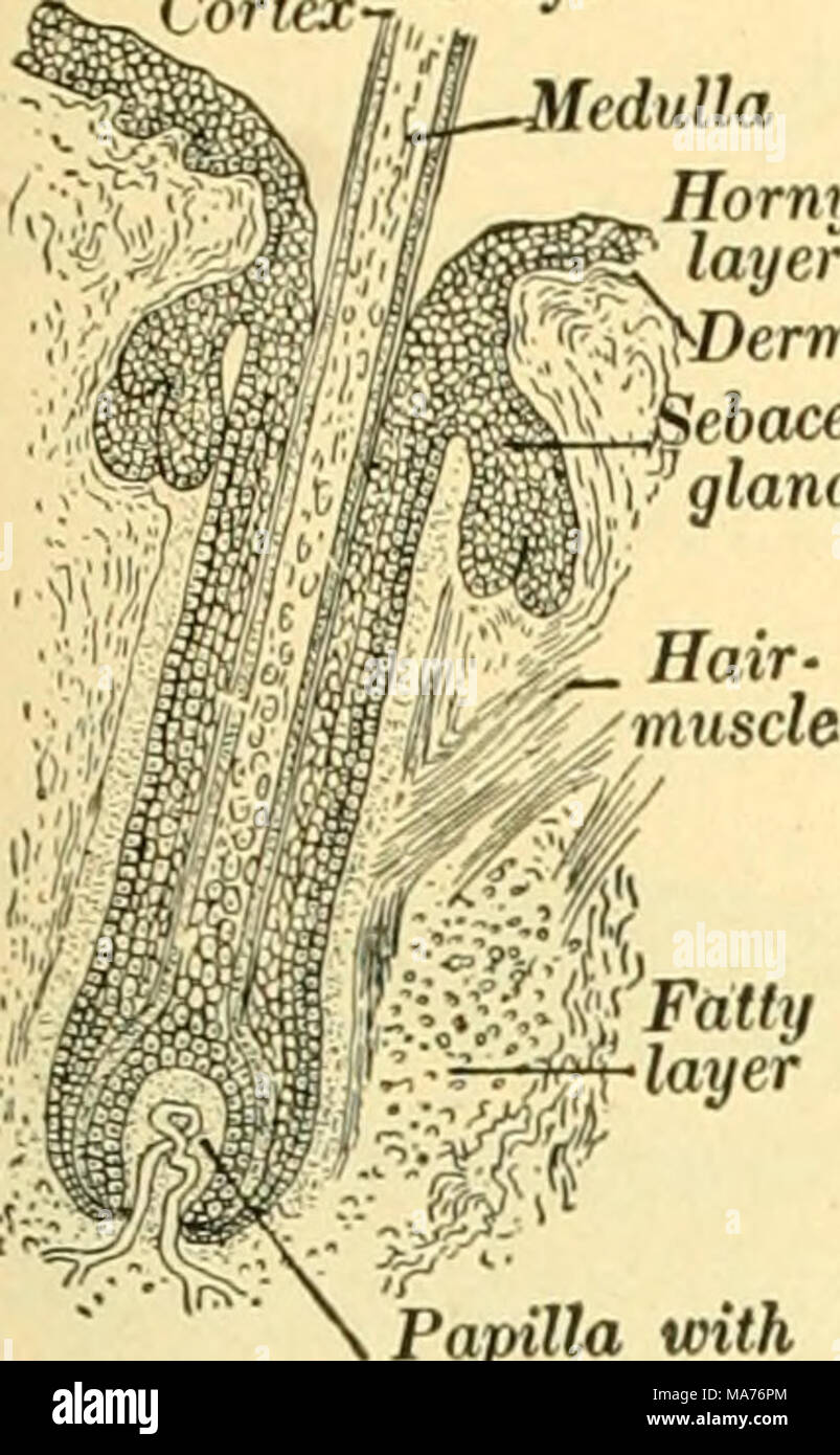 . Elementary biology; an introduction to the science of life . Papilla ...