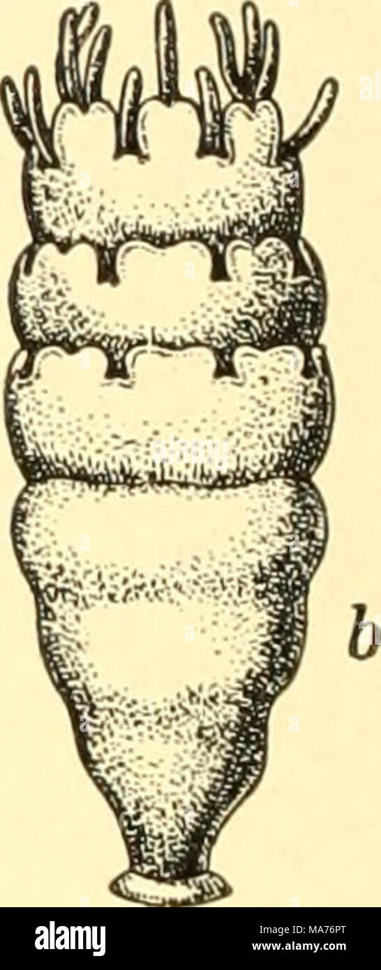 . Elementary biology; an introduction to the science of life . Fig. 154 ...