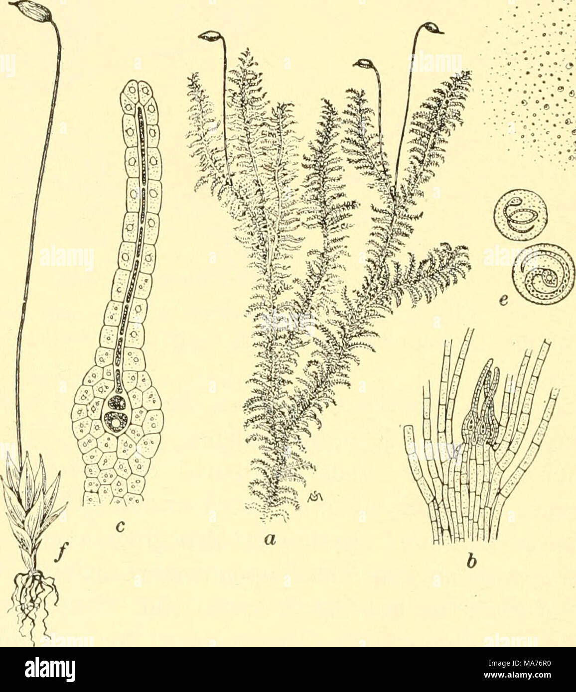 . Elementary biology; an introduction to the science of life . mm m Fig ...