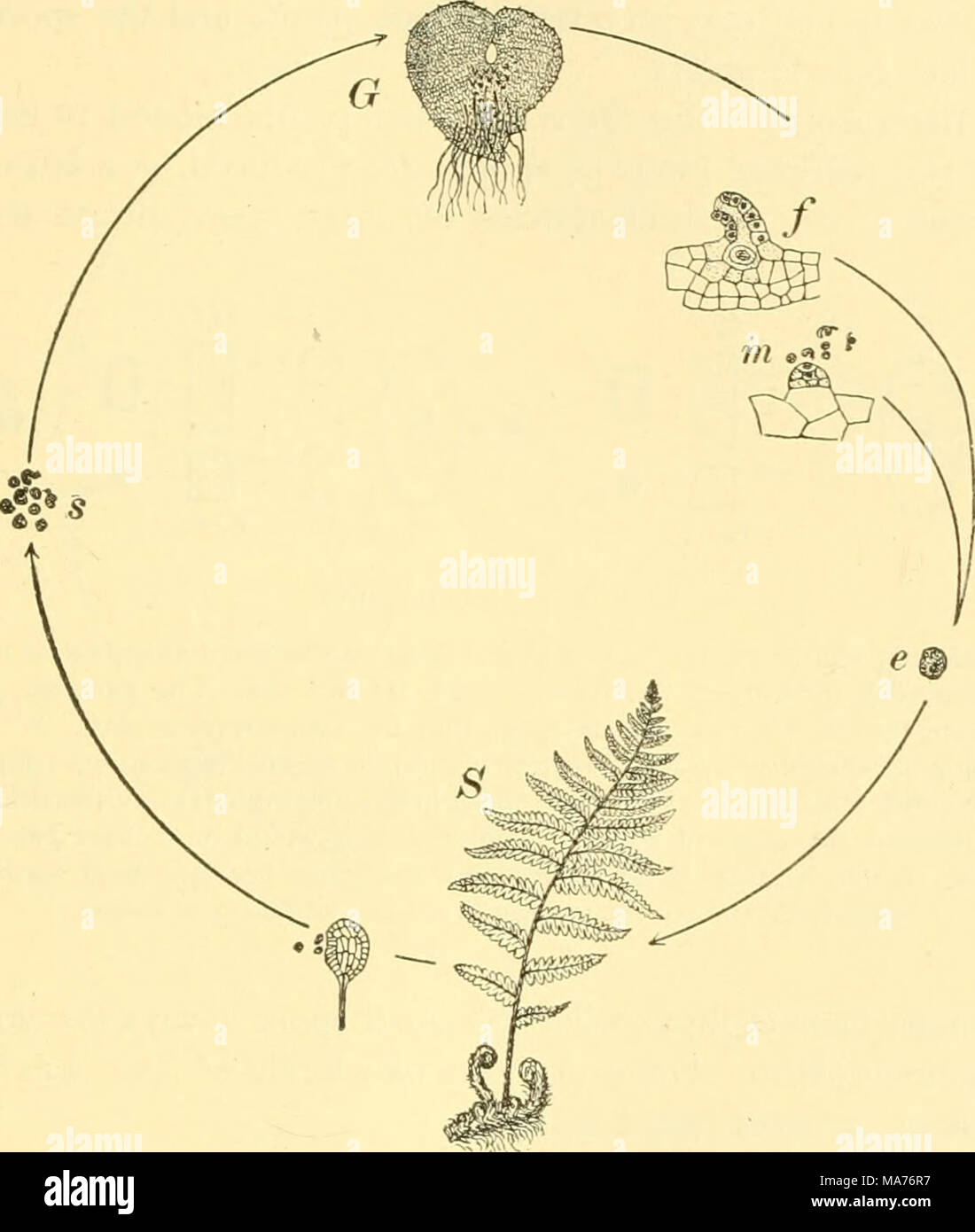 Alternation Of Generations Fern