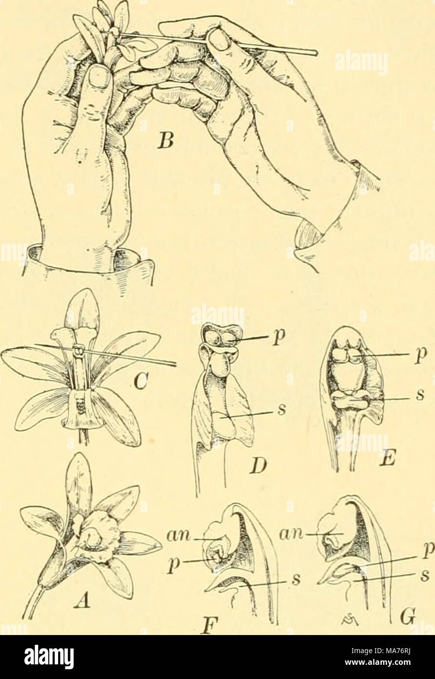 . Elementary biology; an introduction to the science of life . In the ...