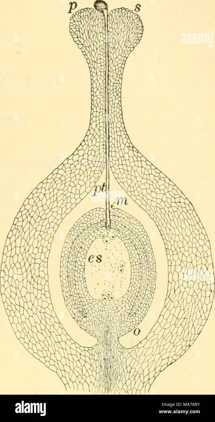 Micropyle hi-res stock photography and images - Alamy
