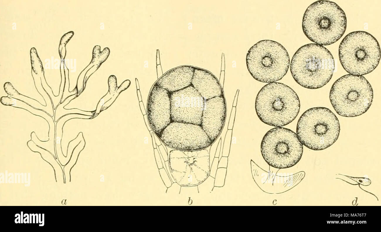 . Elementary biology; an introduction to the science of life . b c Fig ...