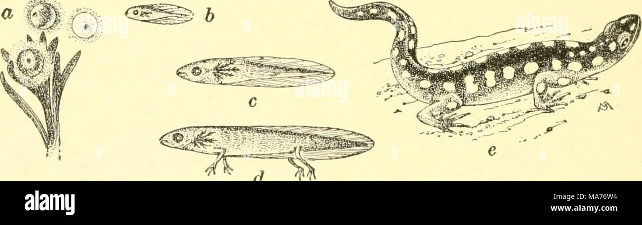 Tadpole with hind legs hi-res stock photography and images - Alamy