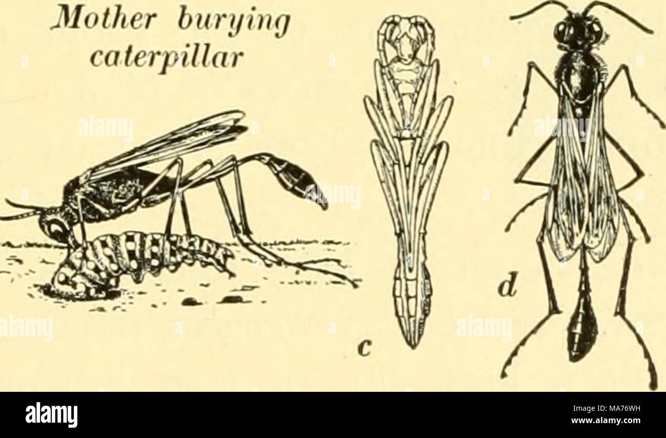 Paralyzed caterpillar hi-res stock photography and images - Alamy