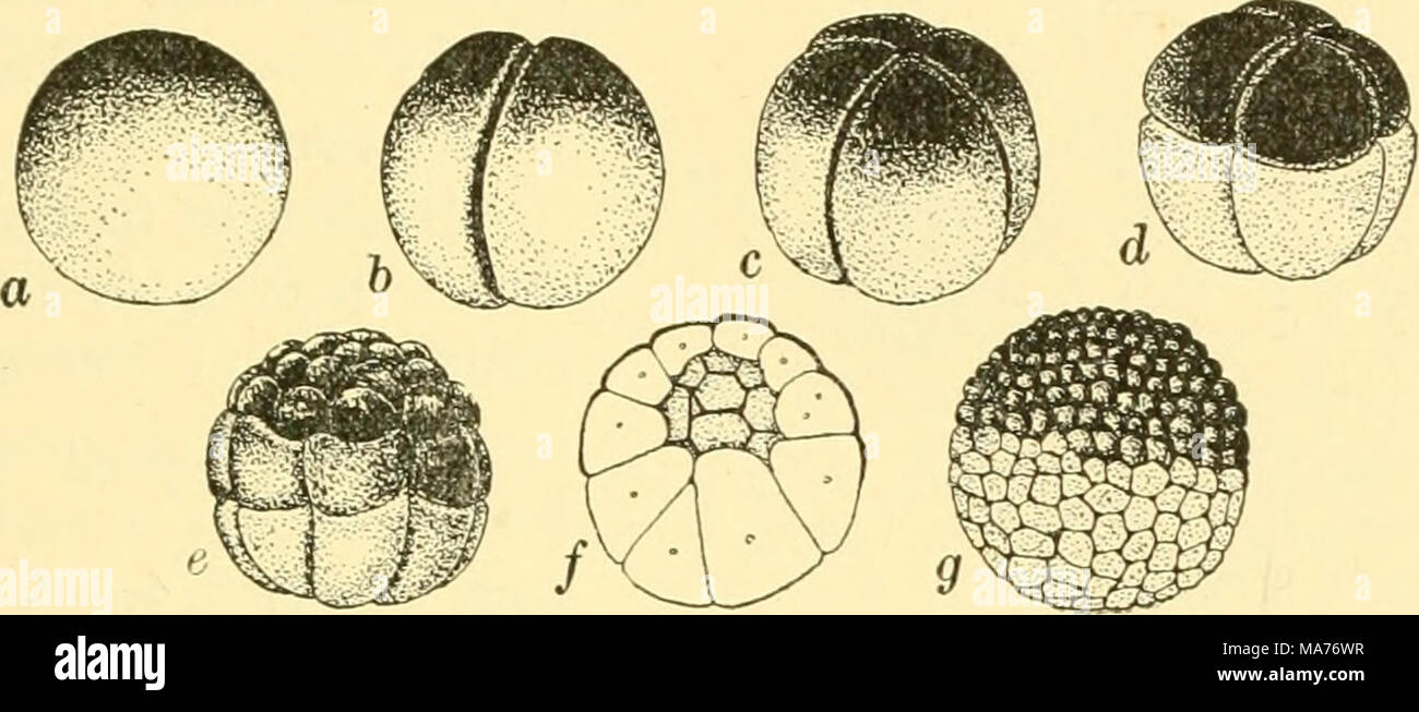 Frog egg cells hi-res stock photography and images - Alamy