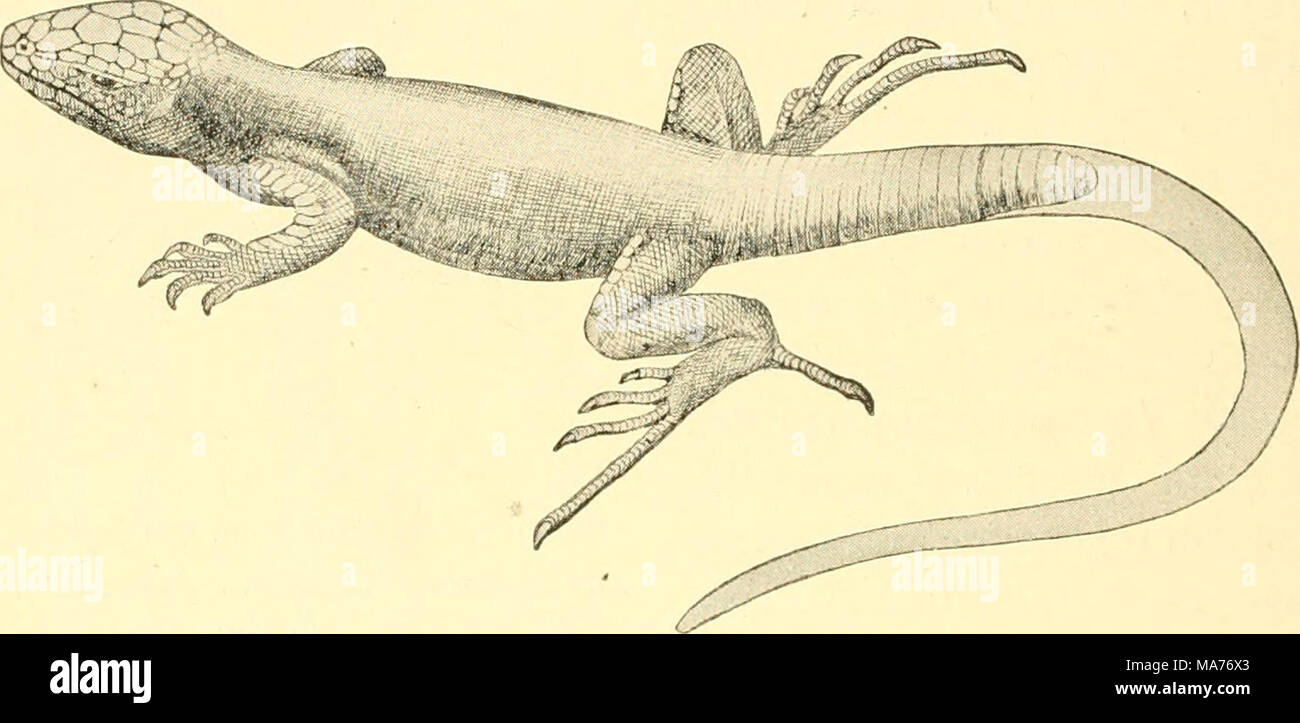 . Elementary biology; an introduction to the science of life . Fig. 108 ...