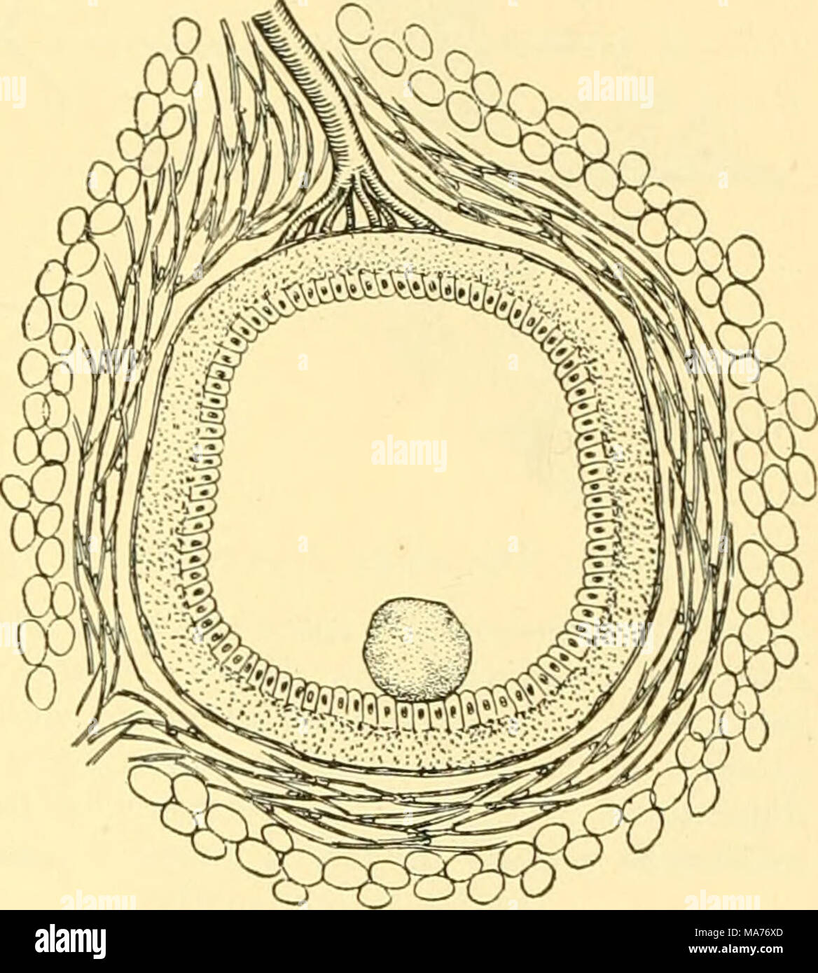 . Elementary biology; an introduction to the science of life . Fig. 102 ...