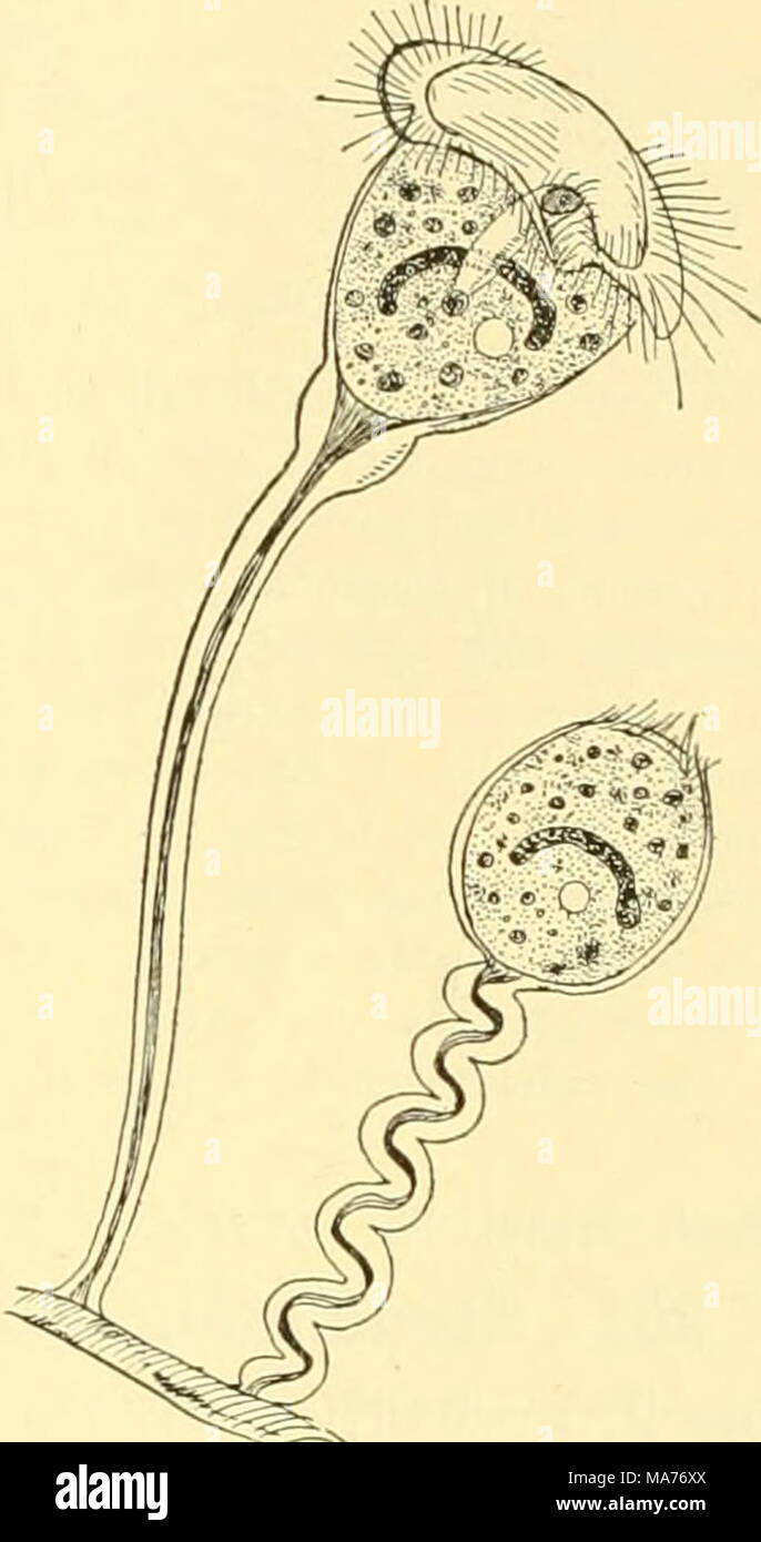 Vorticella hi-res stock photography and images - Alamy