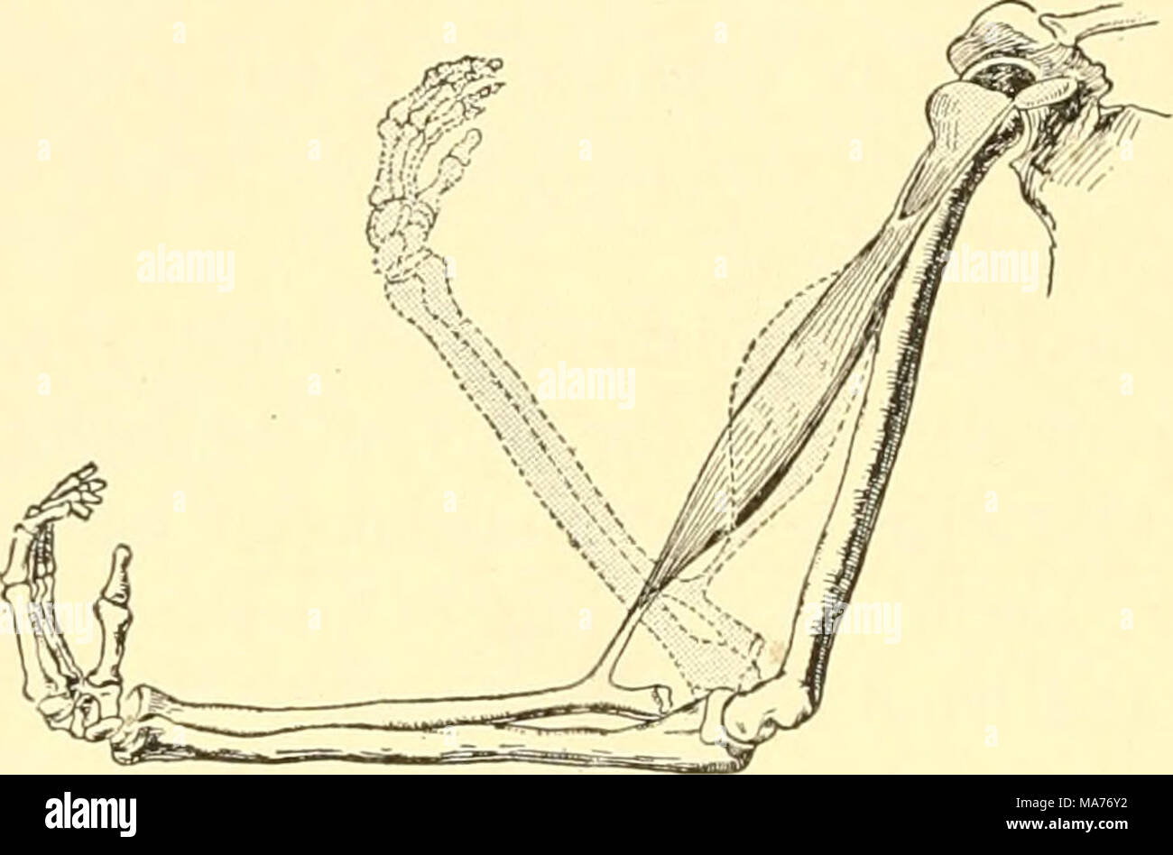 Reflex actions hi-res stock photography and images - Alamy