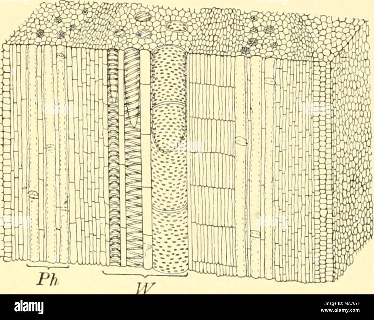 . Elementary biology; an introduction to the science of life . Fig. 62 ...