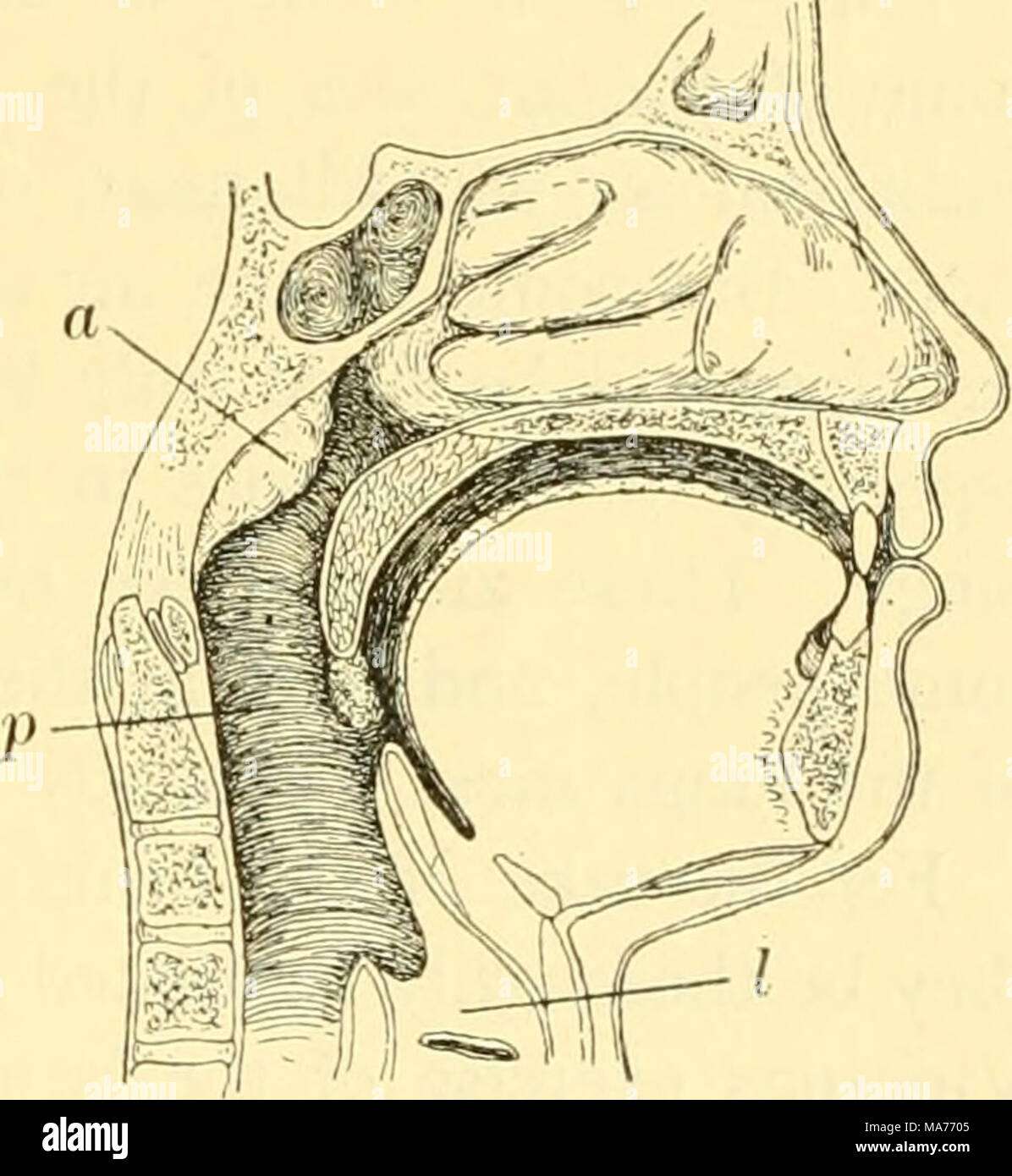 Adenoid tissue hi-res stock photography and images - Alamy
