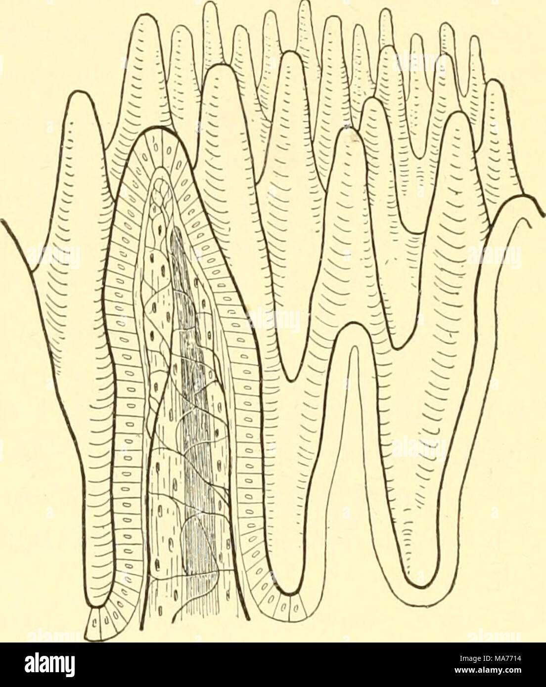 Villi from small intestine hi-res stock photography and images - Alamy