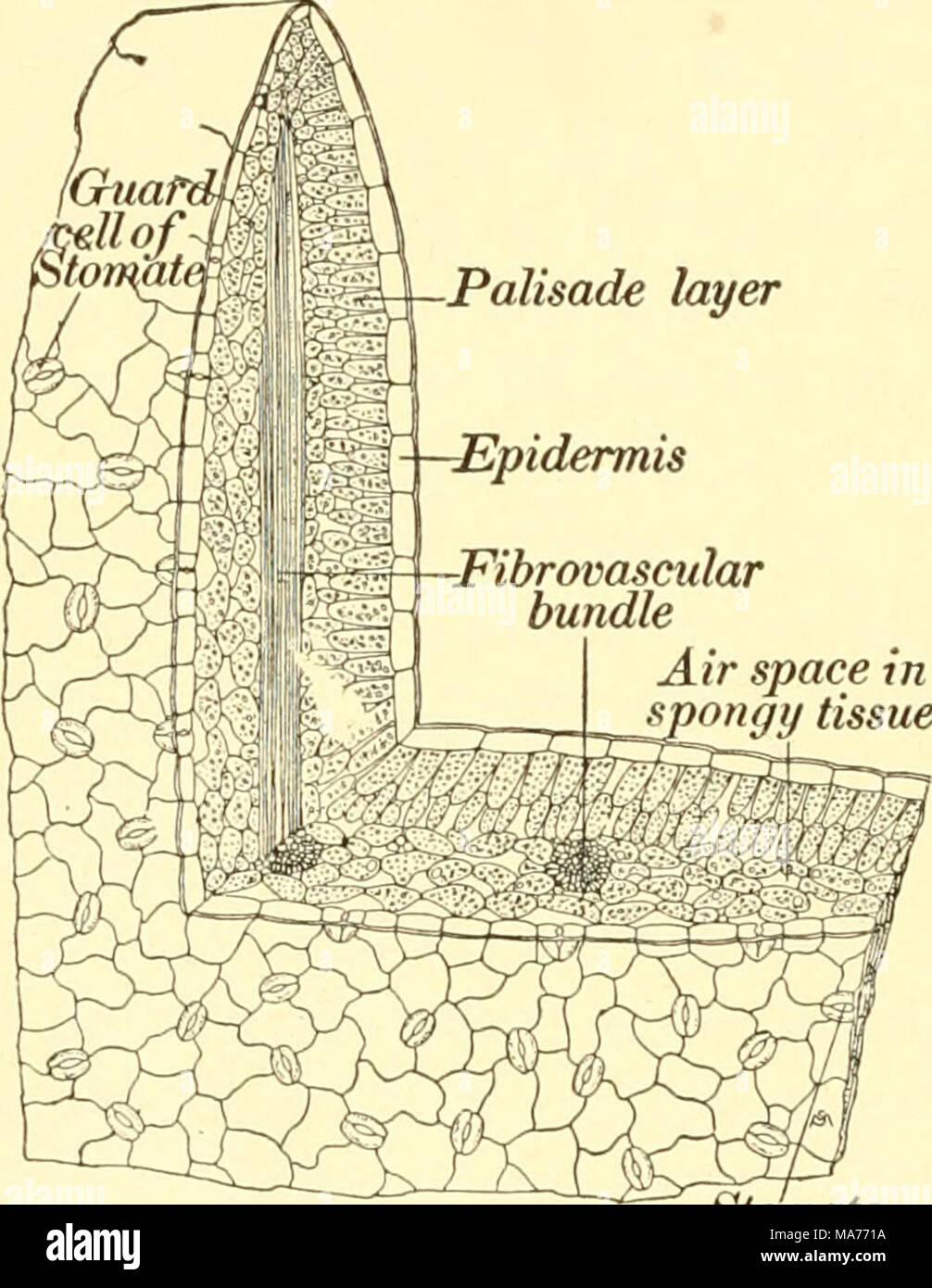 Structure Of The Epidermis Biological Science Picture Root Structure