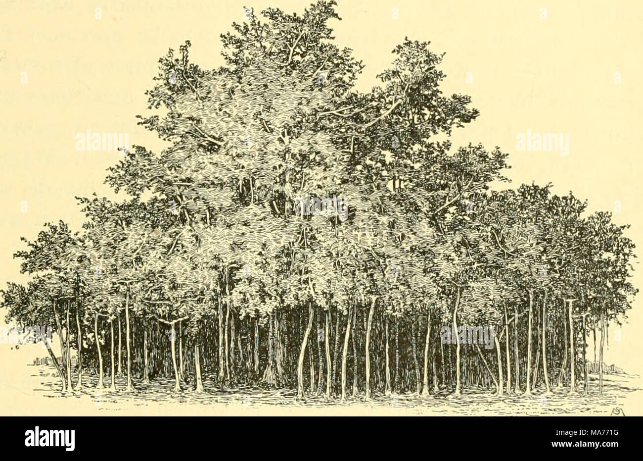 Extending tree roots hi-res stock photography and images - Alamy