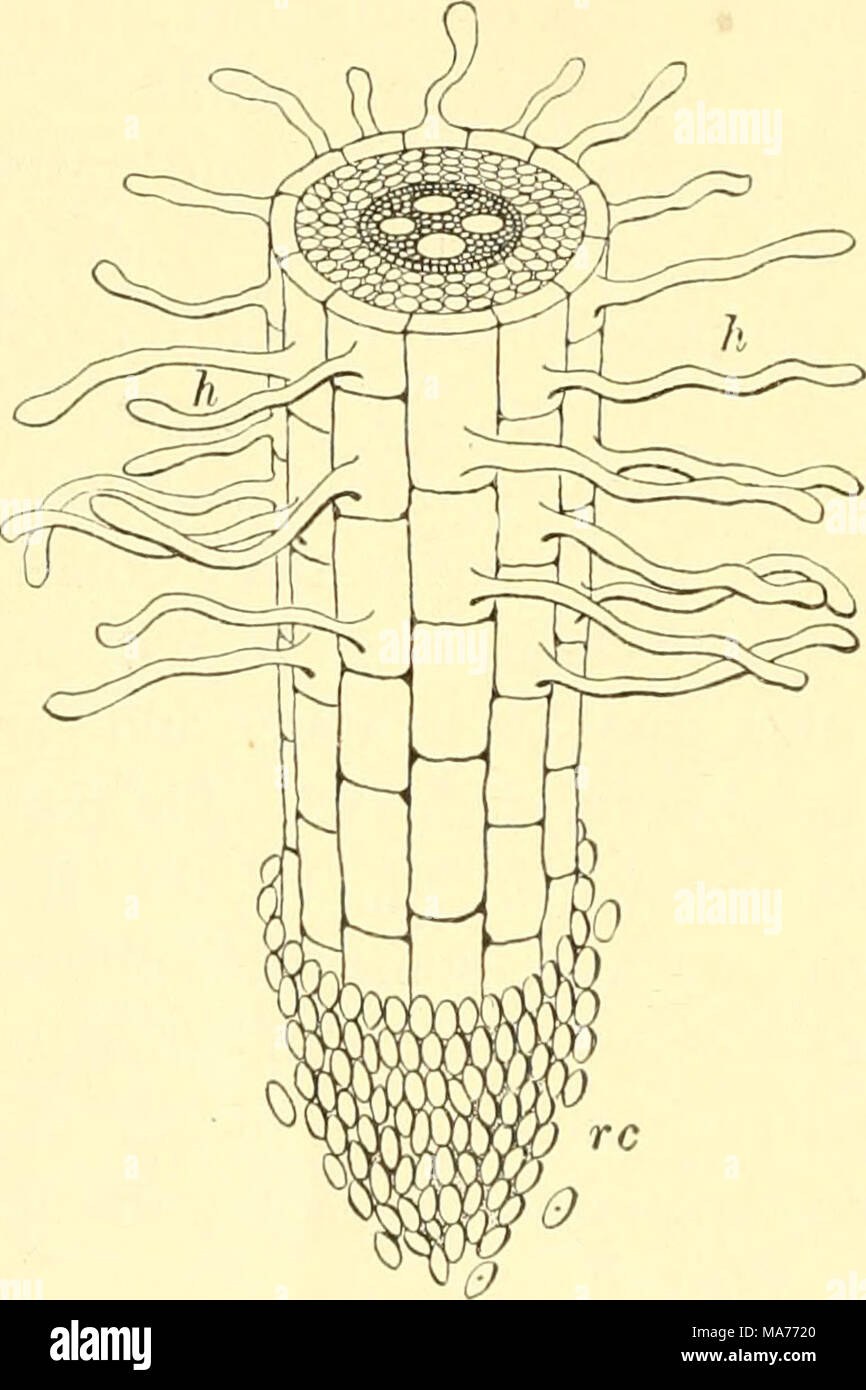 Plant Root Hairs Stock Photos & Plant Root Hairs Stock Images - Alamy