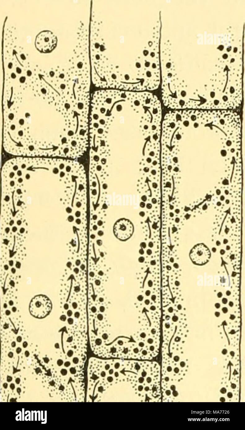 Protoplasm High Resolution Stock Photography and Images - Alamy