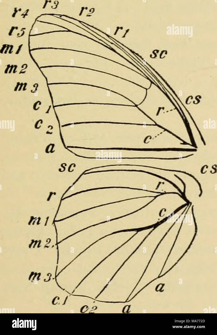 . Elementary entomology . Fig. 451. Venation of a nymphalid [Basila ...