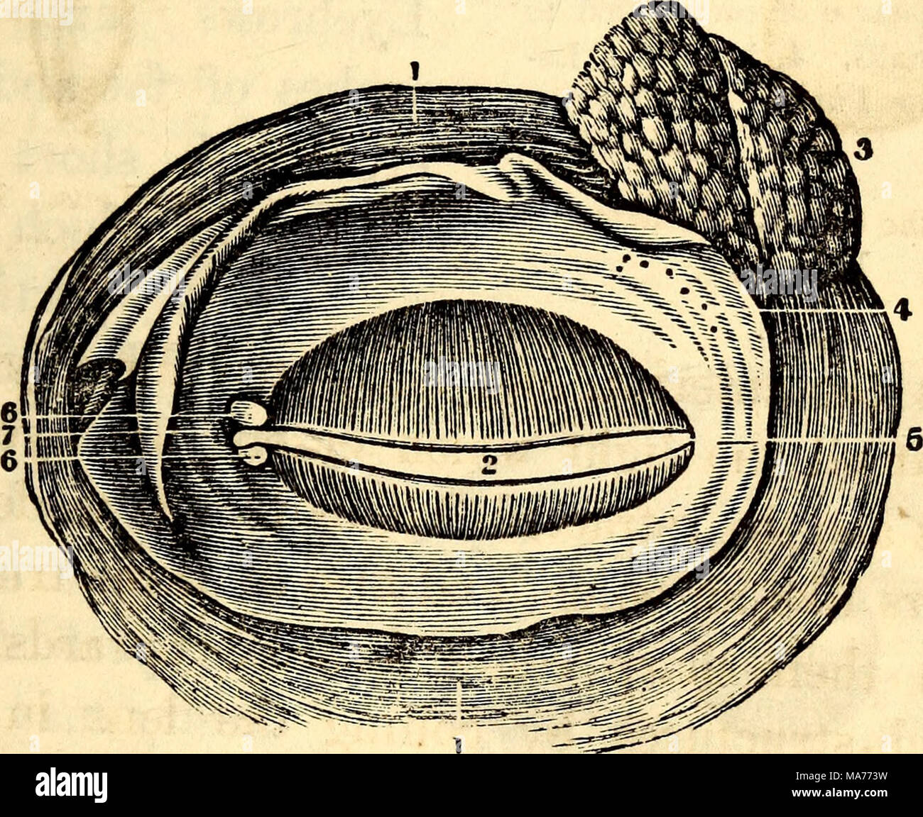 . Elementary anatomy and physiology : for colleges, academies, and ...