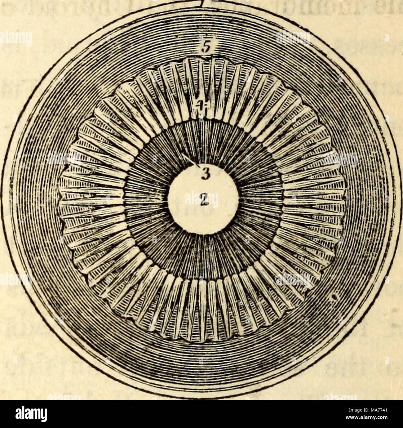 . Elementary anatomy and physiology : for colleges, academies, and ...