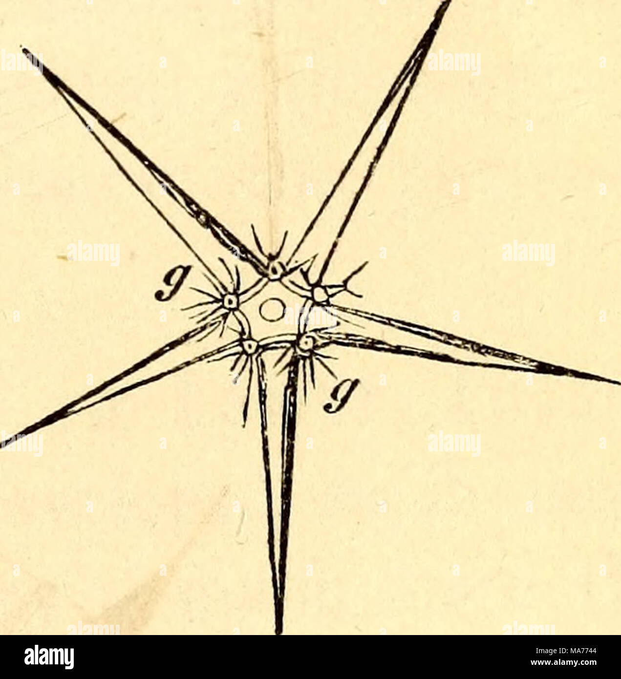 . Elementary anatomy and physiology : for colleges, academies, and ...