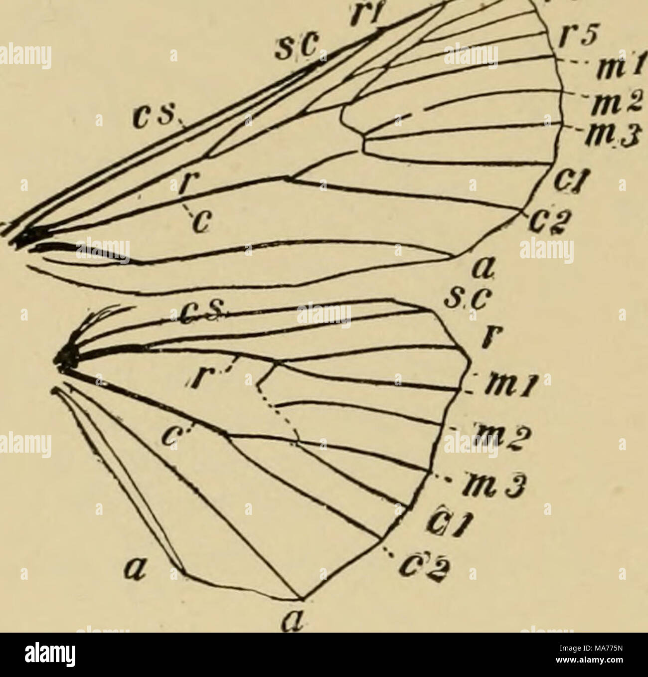 . Elementary entomology . Fig. 445. Venation of a noctuid (Ag/viis ...