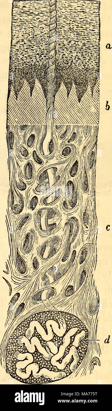 . Elementary anatomy and physiology : for colleges, academies, and ...