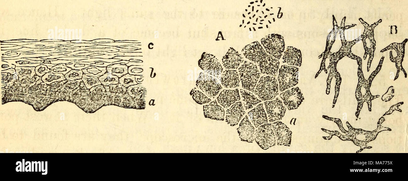 Skin cells magnified hi-res stock photography and images - Alamy