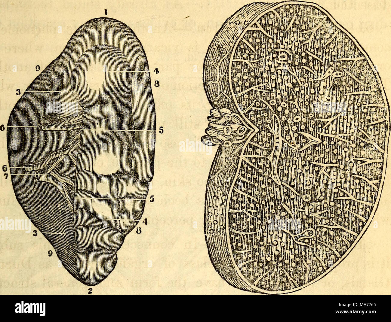 . Elementary anatomy and physiology : for colleges, academies, and ...