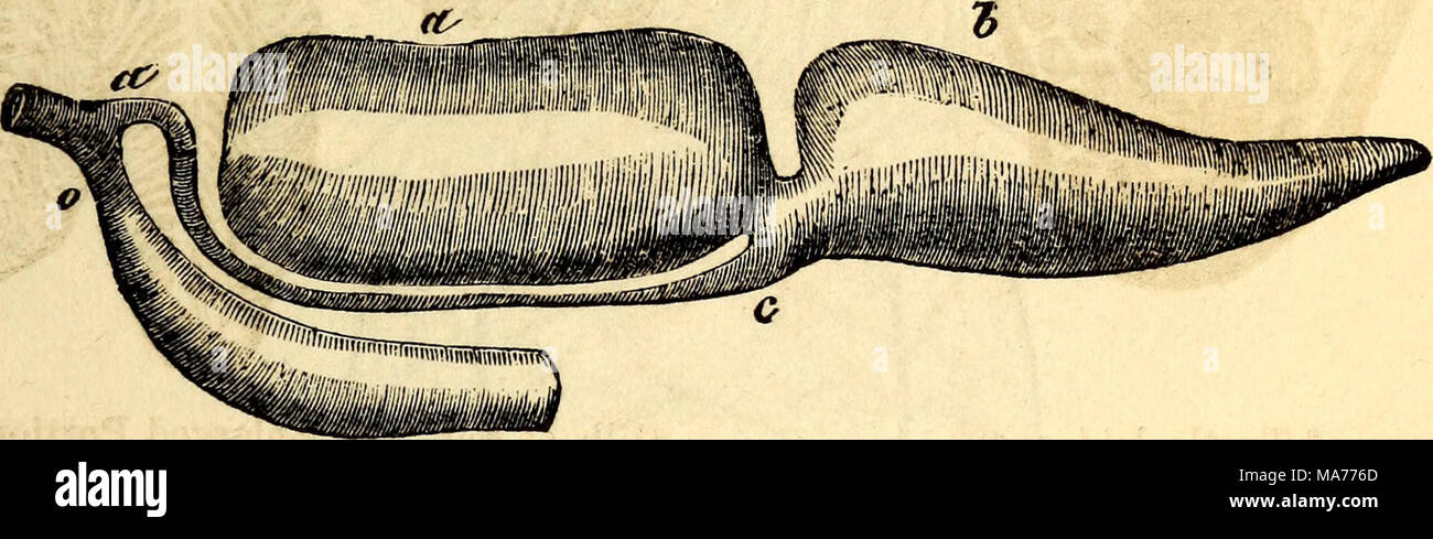 Hearing sac d hi-res stock photography and images - Alamy