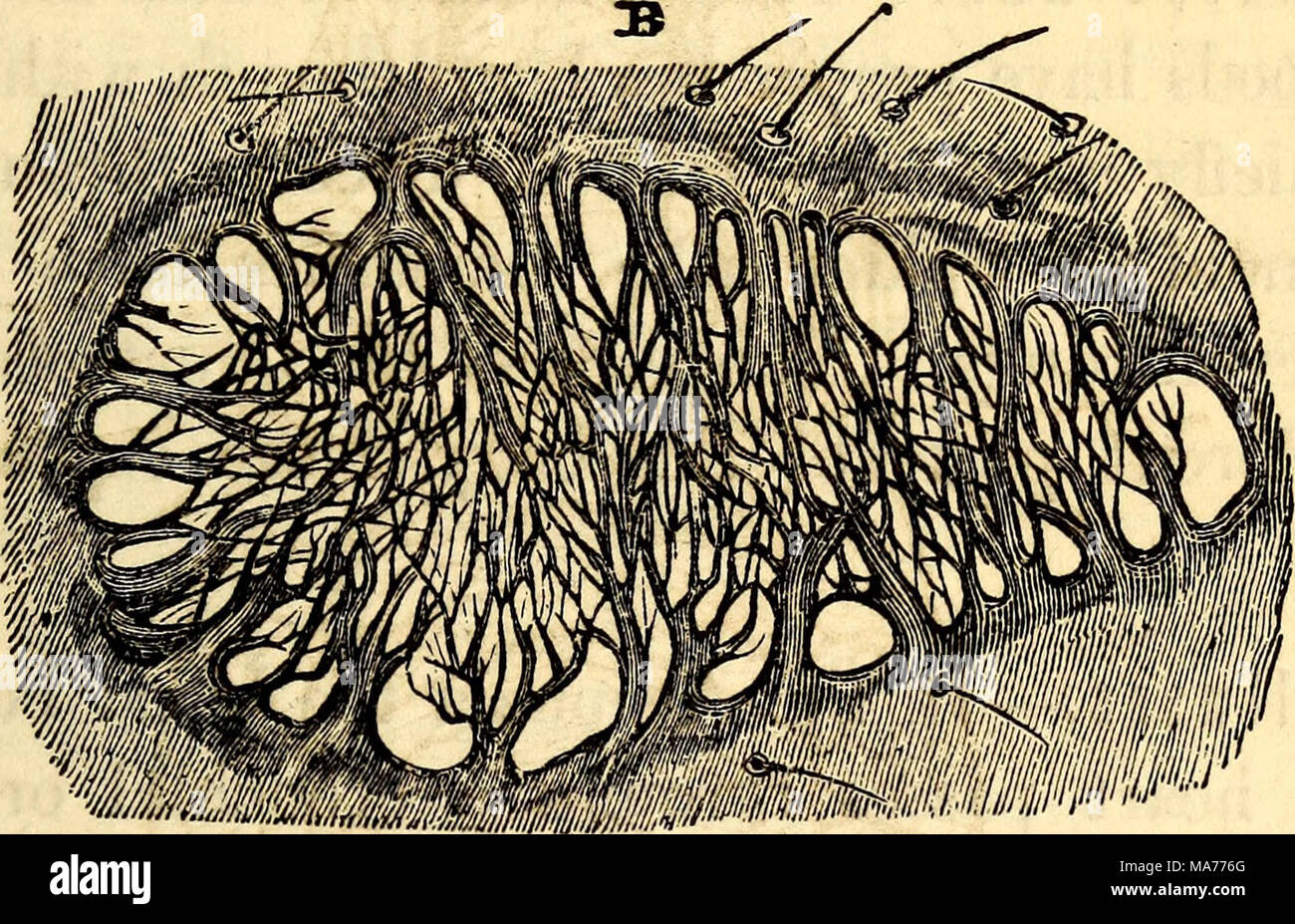 Cartilage rings hi-res stock photography and images - Alamy