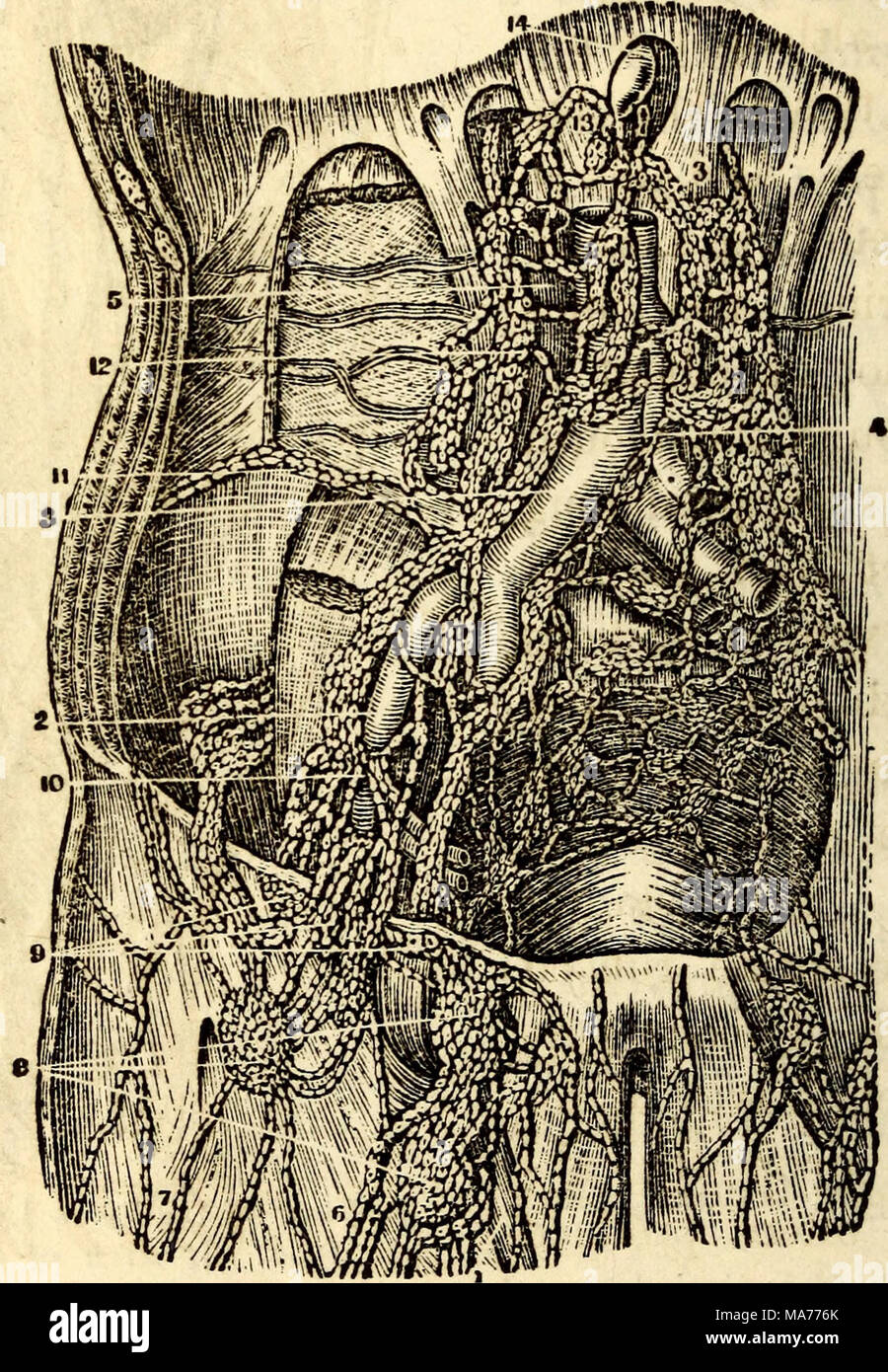 . Elementary anatomy and physiology : for colleges, academies, and ...