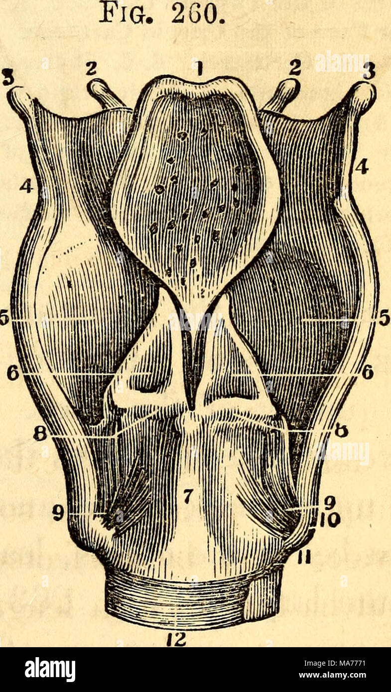 . Elementary anatomy and physiology : for colleges, academies, and ...