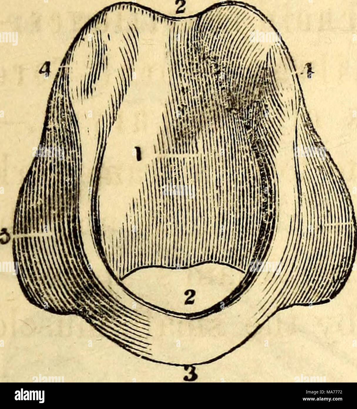 Inferior surface hi-res stock photography and images - Alamy